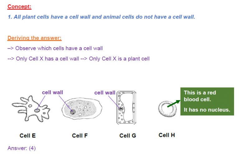 Upper Block – Cells Q3a – Ans | Tinkerlab